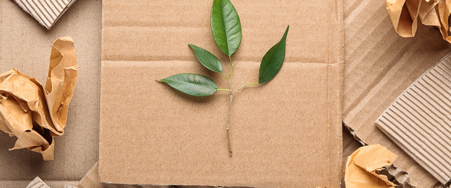 Is hemp paper biodegradable?